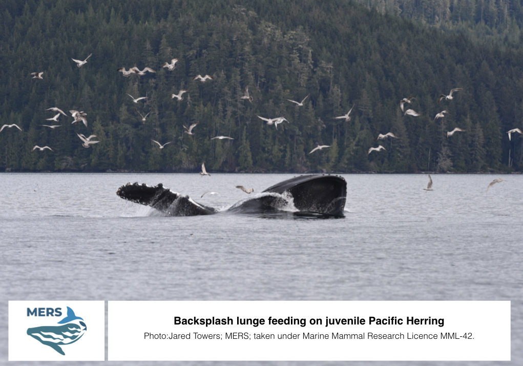 A Humpback With 11 Birds in His Mouth? | MERS Marine Education ...